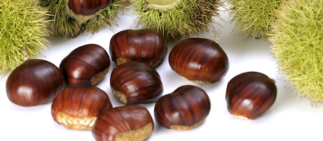 Chestnuts of the World: 22 Chestnuts Types | TasteAtlas