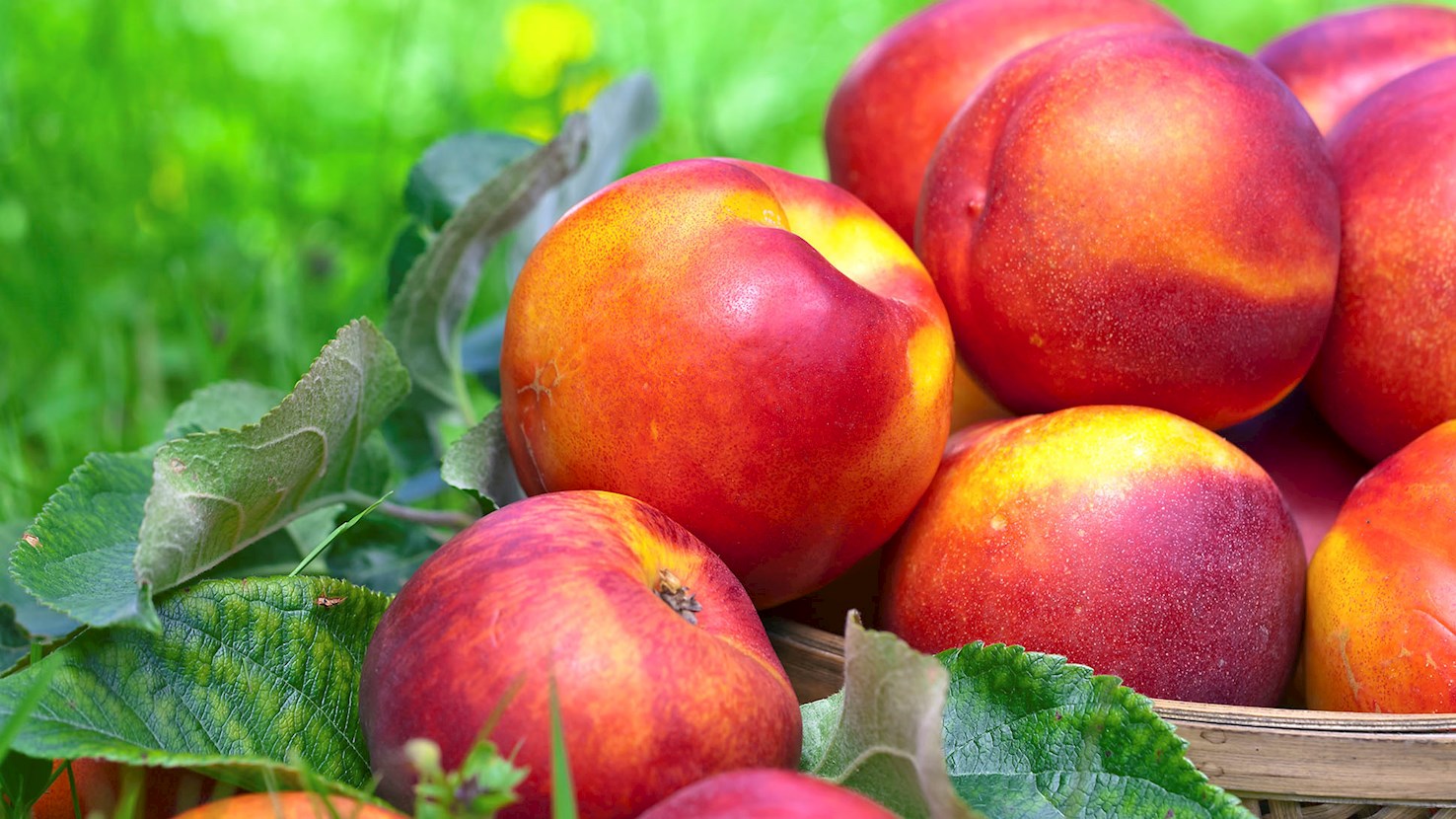 4 Best Peaches in Italy - TasteAtlas