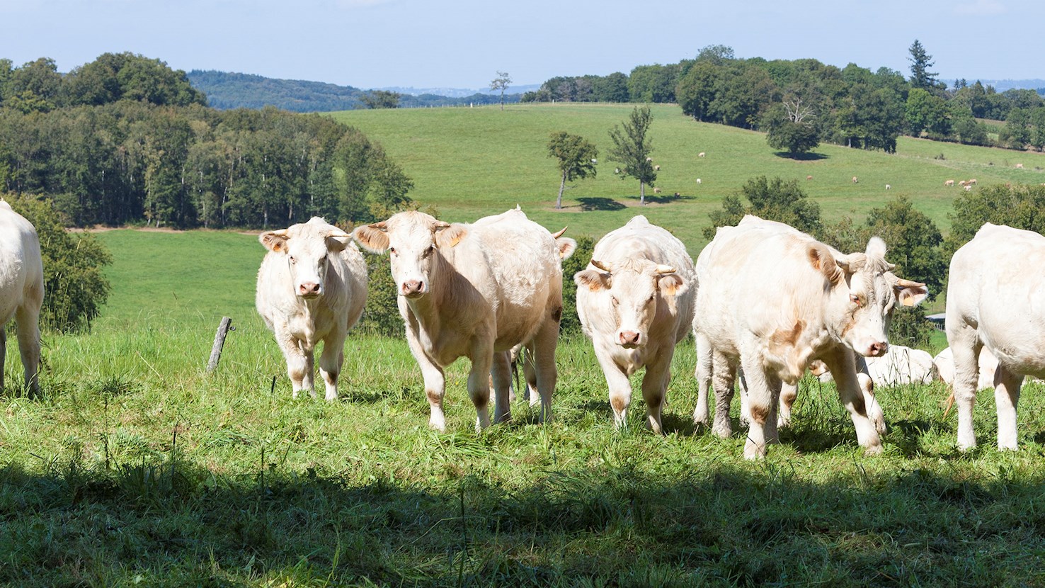 14 Best Beef Cattle Breeds in France - TasteAtlas