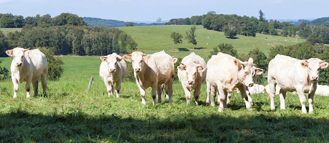 French Beef Cattle Breeds: 14 Beef Cattle Breed Types in France ...