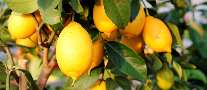 Italian Citrus Fruits: 13 Citrus Fruit Types in Italy | TasteAtlas