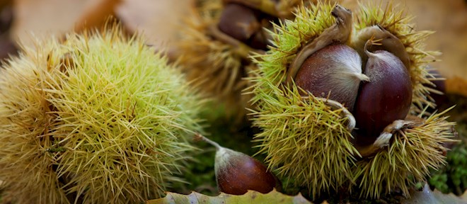 Chestnuts of the World: 22 Chestnuts Types | TasteAtlas