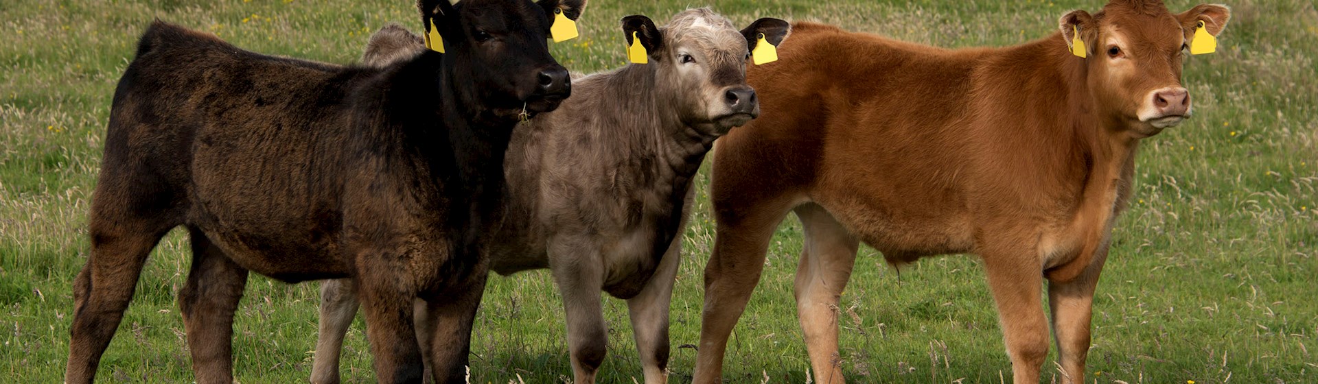 4 Best Fresh Meats in the Highlands and Islands - TasteAtlas