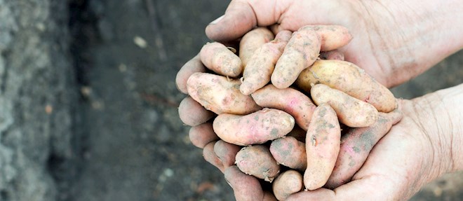 European Potatoes: 42 Potato Types in Europe | TasteAtlas