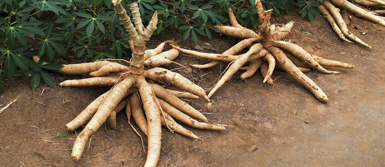Cassava | Local Tuber From Brazil