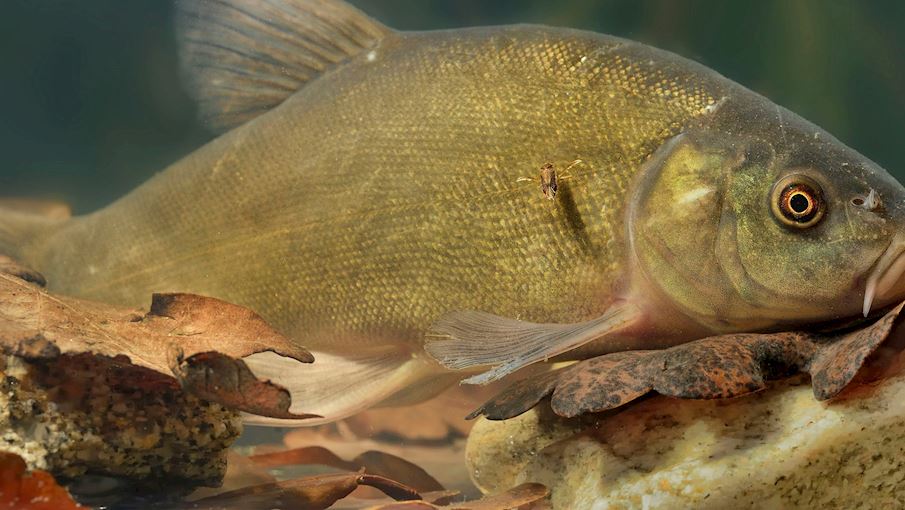 3 Most Popular Italian Freshwater Fish - TasteAtlas
