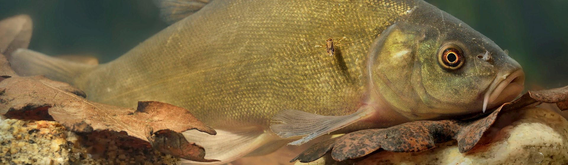 3 Best Freshwater Fishes in Italy - TasteAtlas