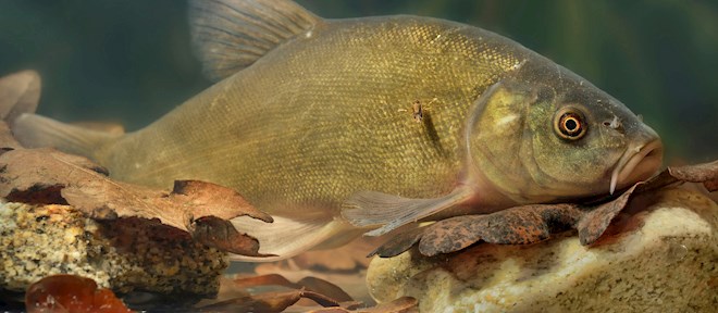 Western European Fishes: 6 Fish Types in Western Europe | TasteAtlas