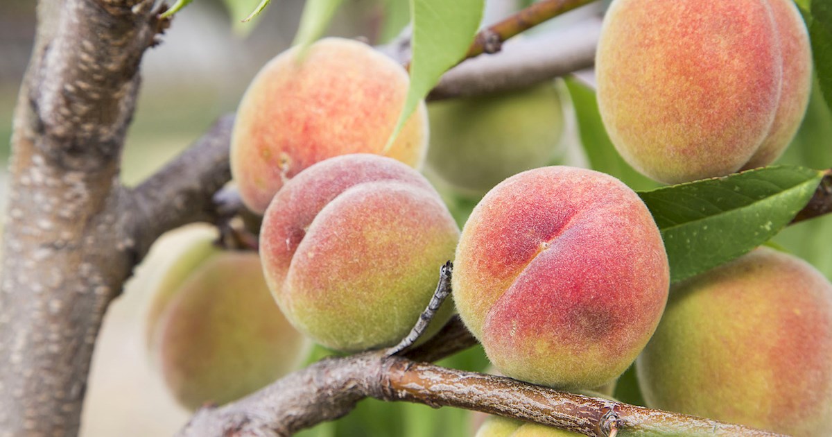 Pinggu da Tao | Local Peach From Pinggu District, China