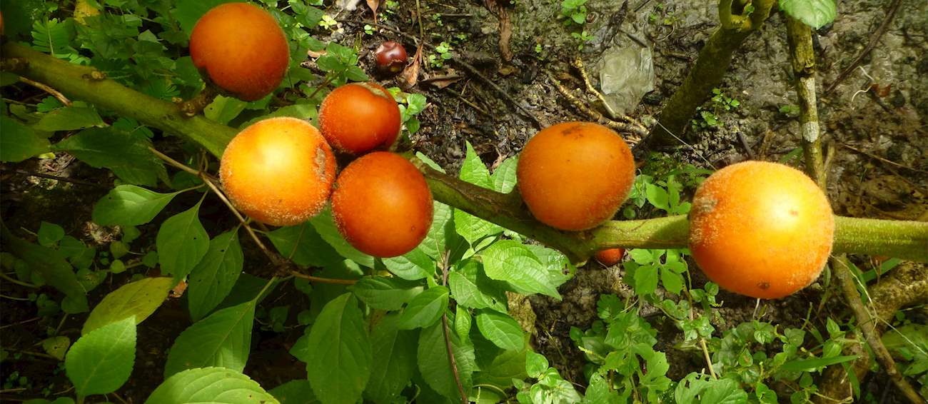 Cocona | Local Tropical Fruit From Peru
