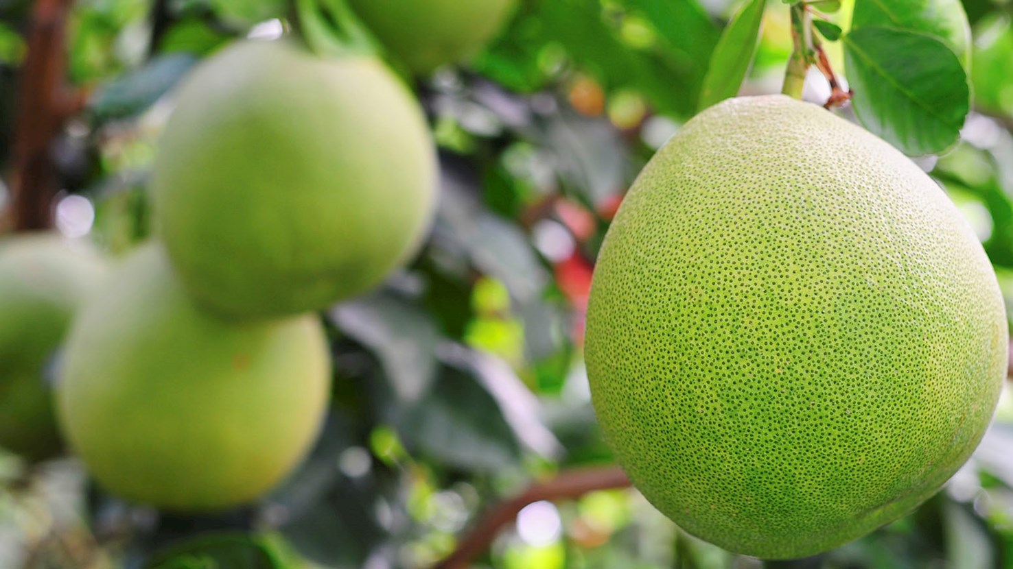 12 Best Fruits in China - TasteAtlas