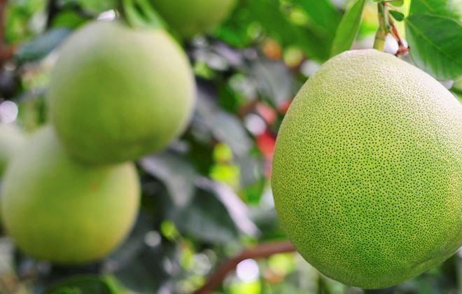 Fruits of the World: 253 Fruit Types | TasteAtlas