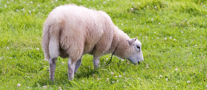 Lambs of the World: 49 Lamb Types | TasteAtlas