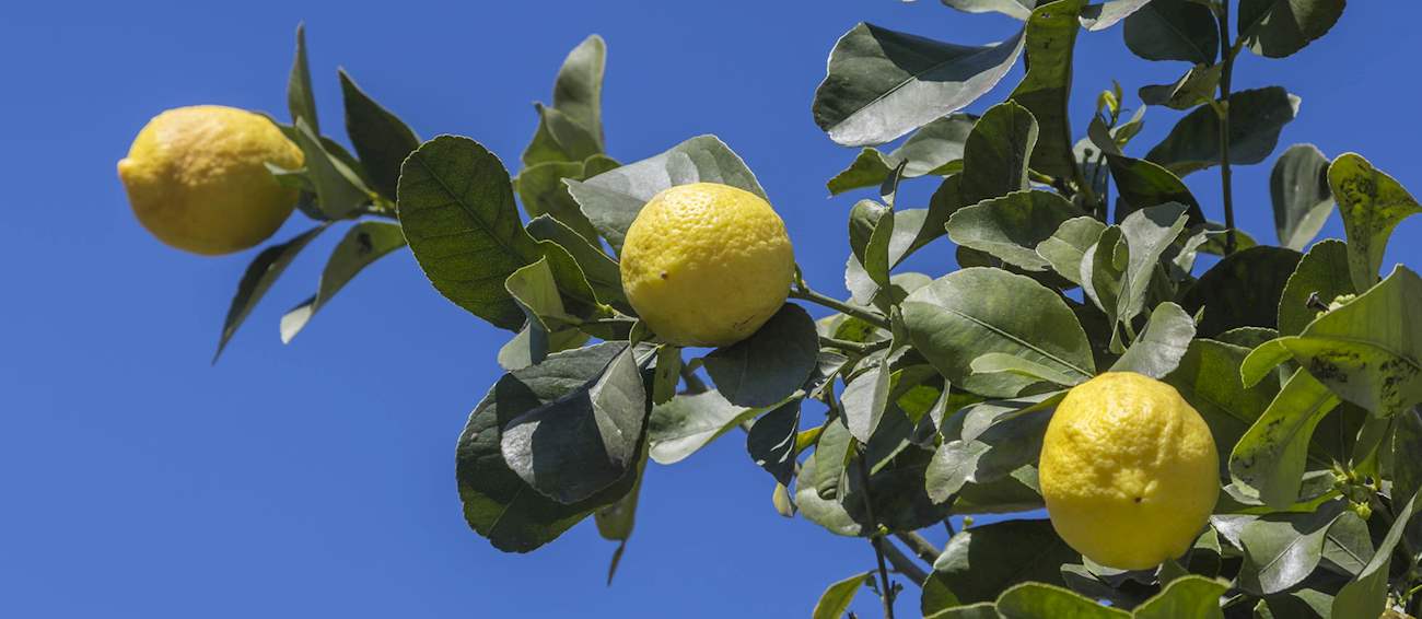 Limone Femminello Del Gargano | Local Lemon From Gargano, Italy