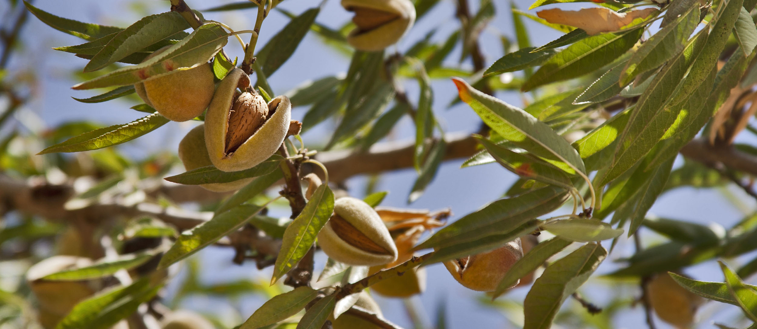 Almendra de Mallorca | Local Almonds From Mallorca, Spain