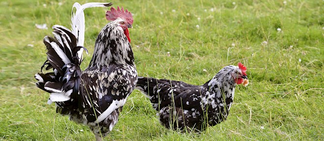 French Poultry: 43 Poultry Types in France | TasteAtlas