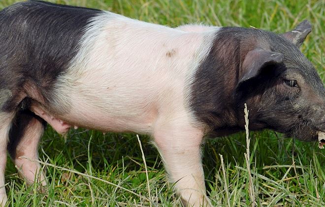 Porks of the World: 23 Pork Types | TasteAtlas