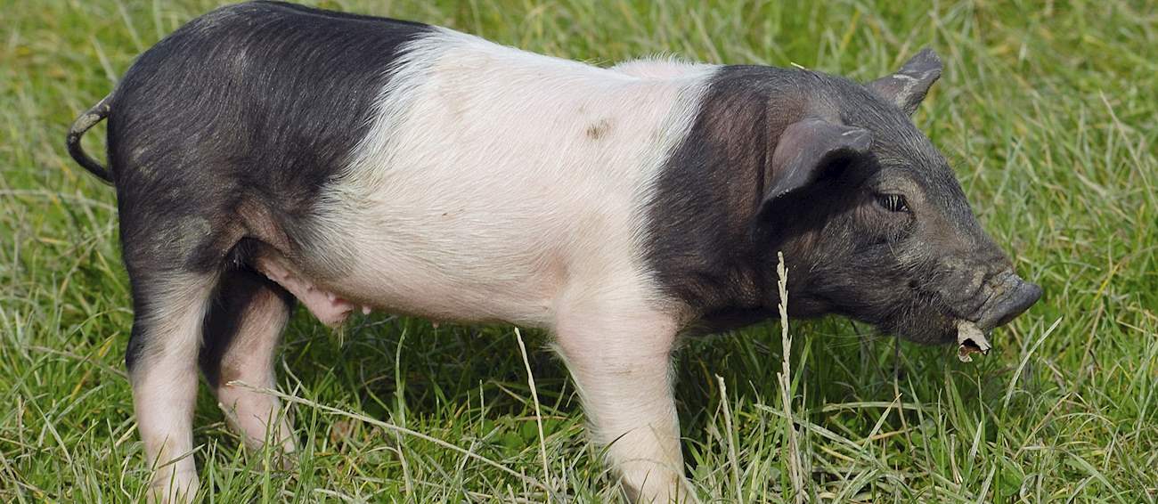 Porc du Limousin | Local Pork From Limousin, France