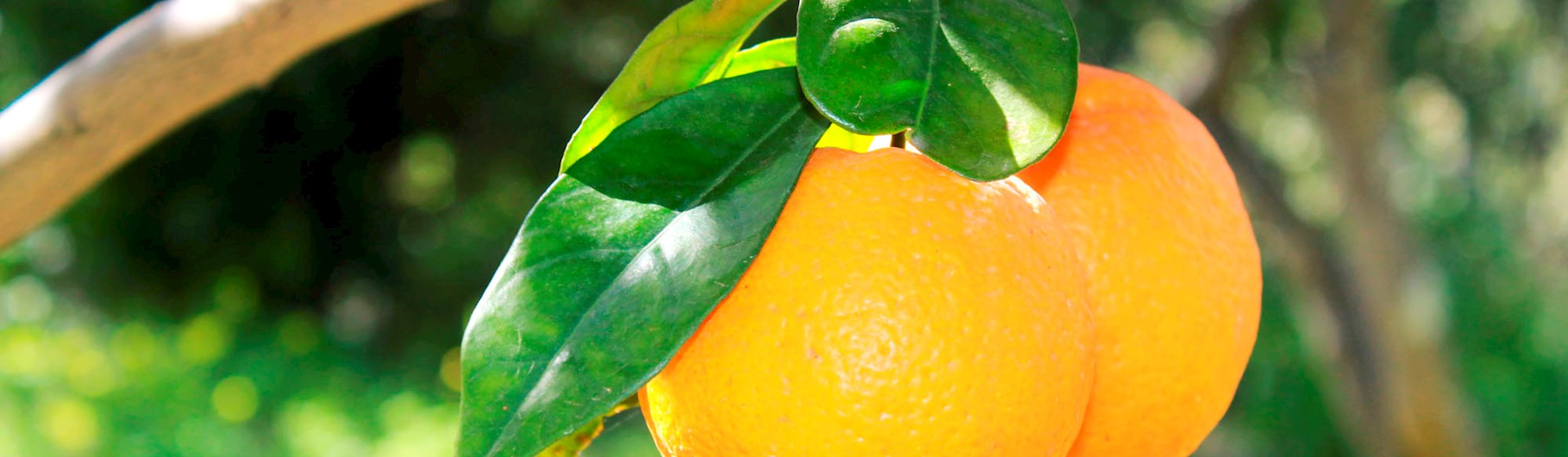 3 Best Oranges in Italy - TasteAtlas