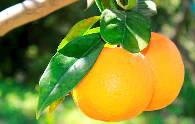 Italian Citrus Fruits: 12 Citrus Fruit Types in Italy | TasteAtlas