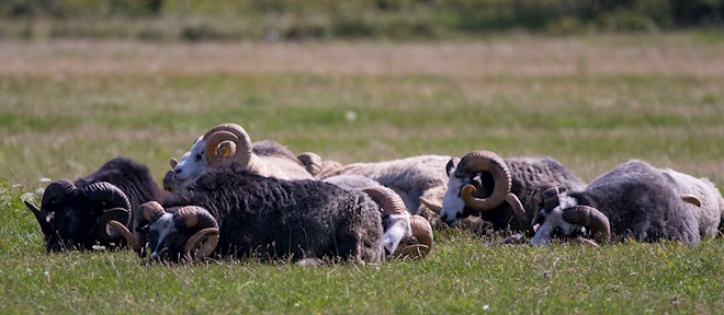Northern European Sheep: 5 Sheep Types in Northern Europe | TasteAtlas