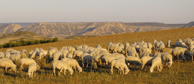 Lambs of the World: 49 Lamb Types | TasteAtlas