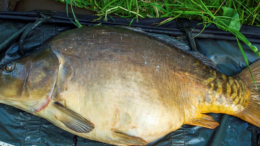 56 Best Freshwater Fishes in the World - TasteAtlas