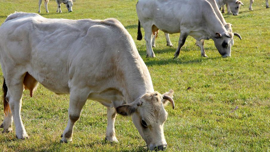 4 Best Beef Cattle Breeds in Italy - TasteAtlas
