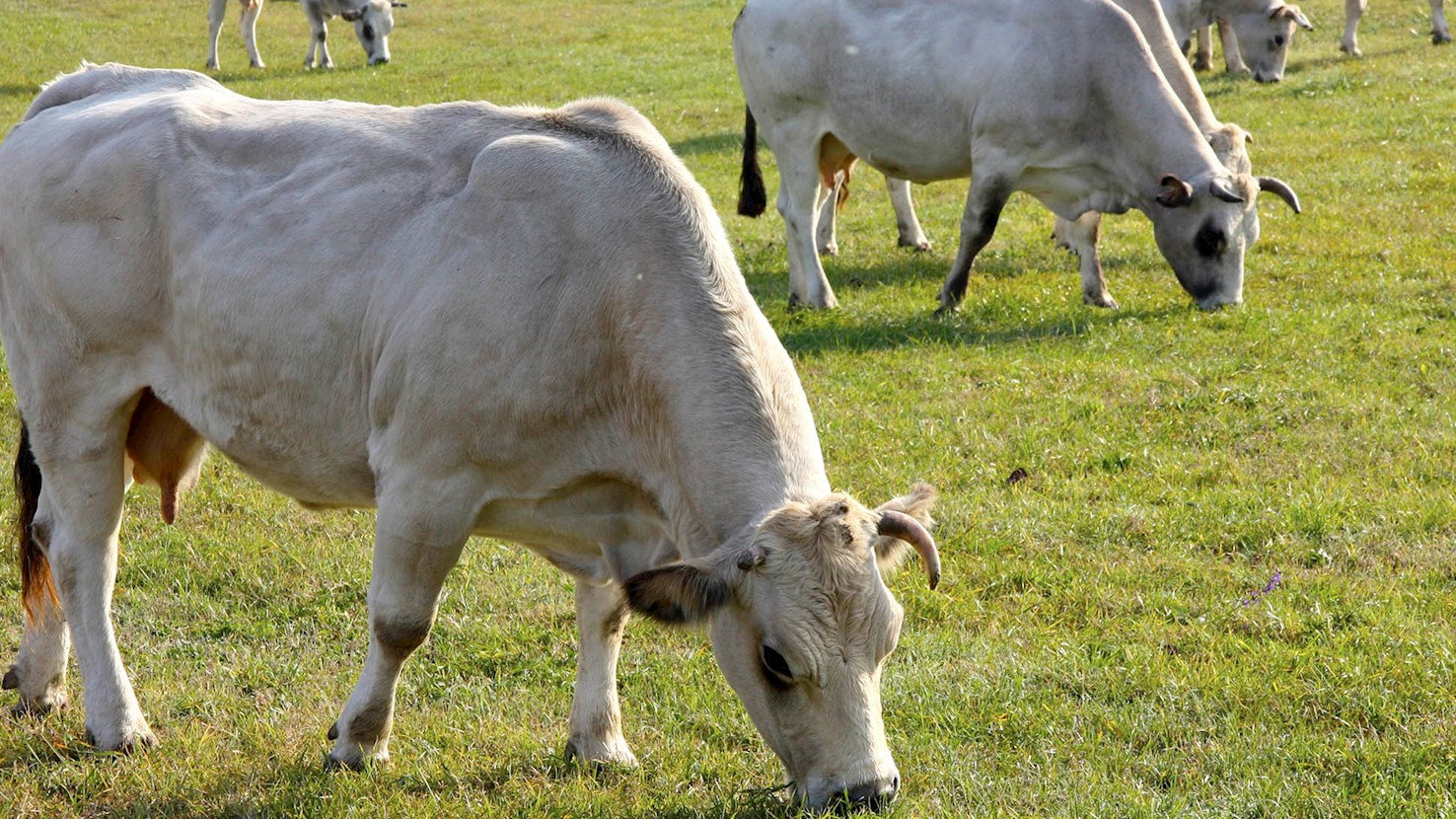 5 Best Beef Cattle Breeds in Italy - TasteAtlas