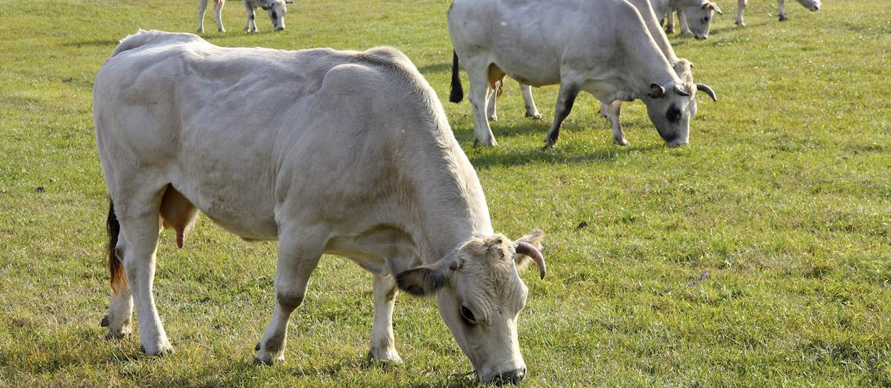 5 Best Beef Cattle Breeds in Italy - TasteAtlas