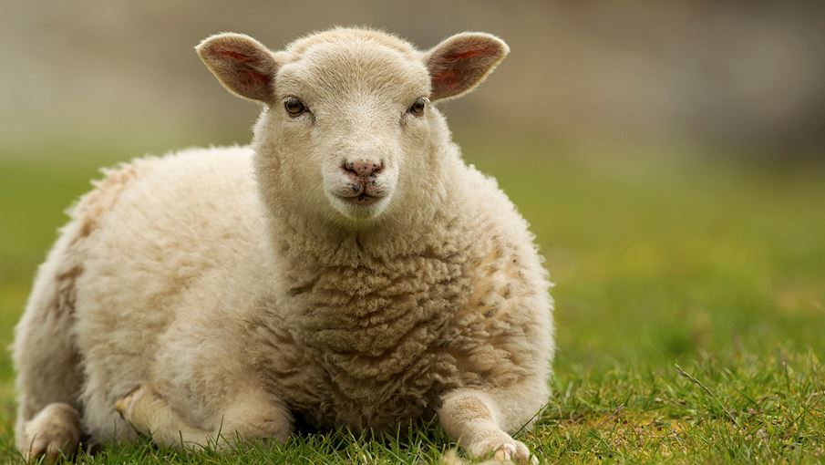6 Best Lambs in the United Kingdom - TasteAtlas