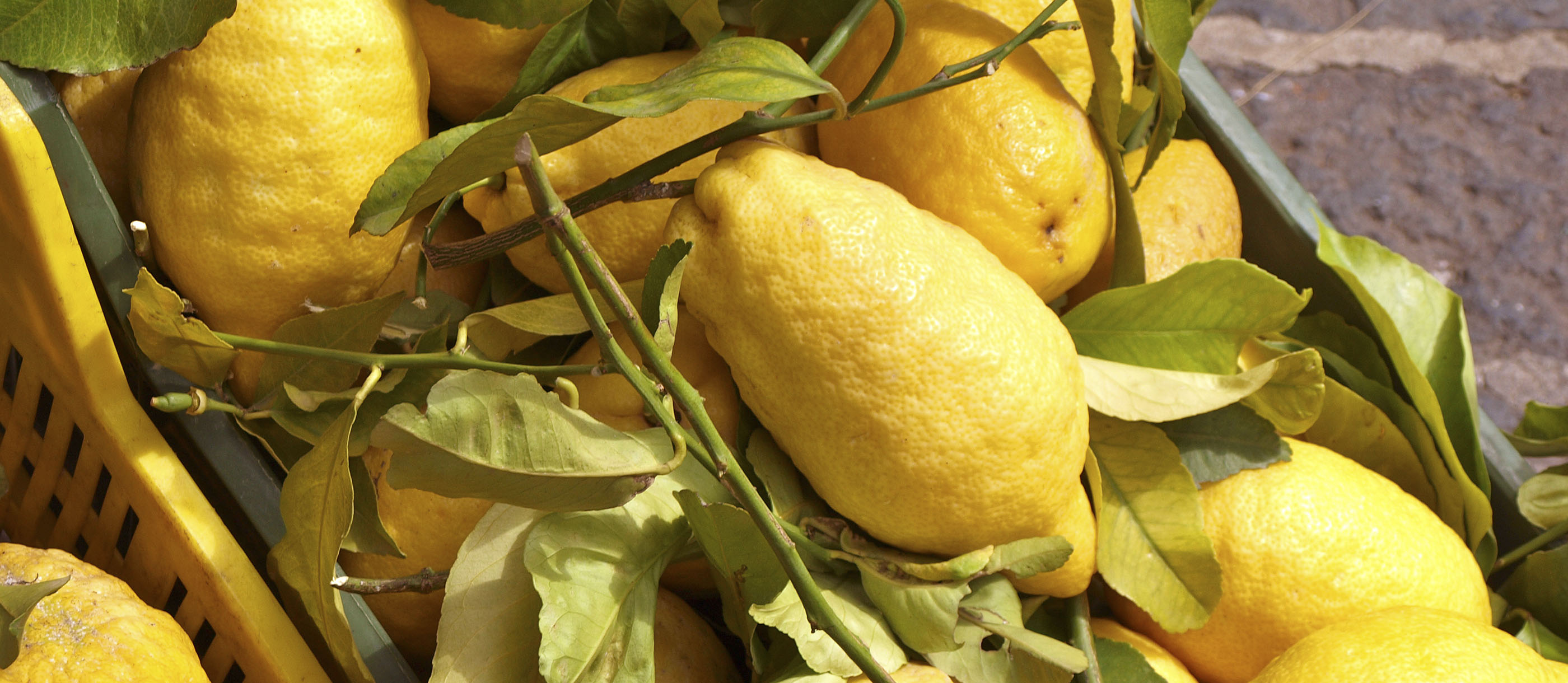 Limone Costa D'Amalfi | Local Lemon From Province of Salerno, Italy ...