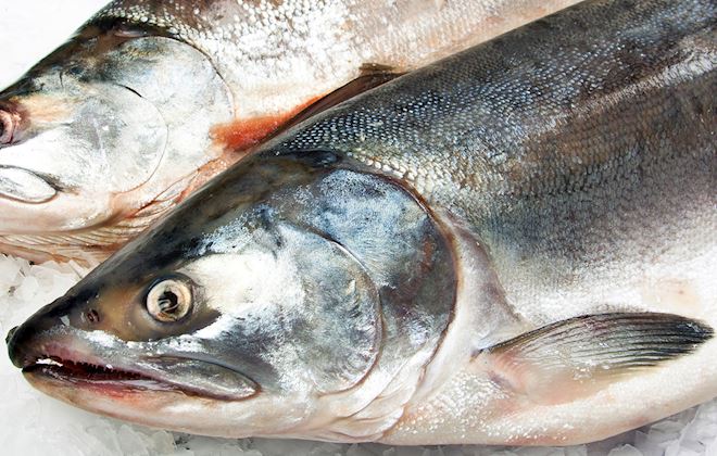 European Freshwater Fish: 31 Freshwater Fish Types in Europe | TasteAtlas