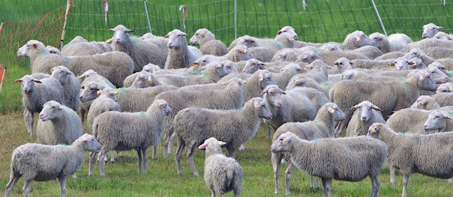 German Fresh Meats: 5 Fresh Meat Types in Germany | TasteAtlas