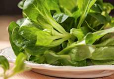 Lettuces of the World: 4 Lettuce Types | TasteAtlas