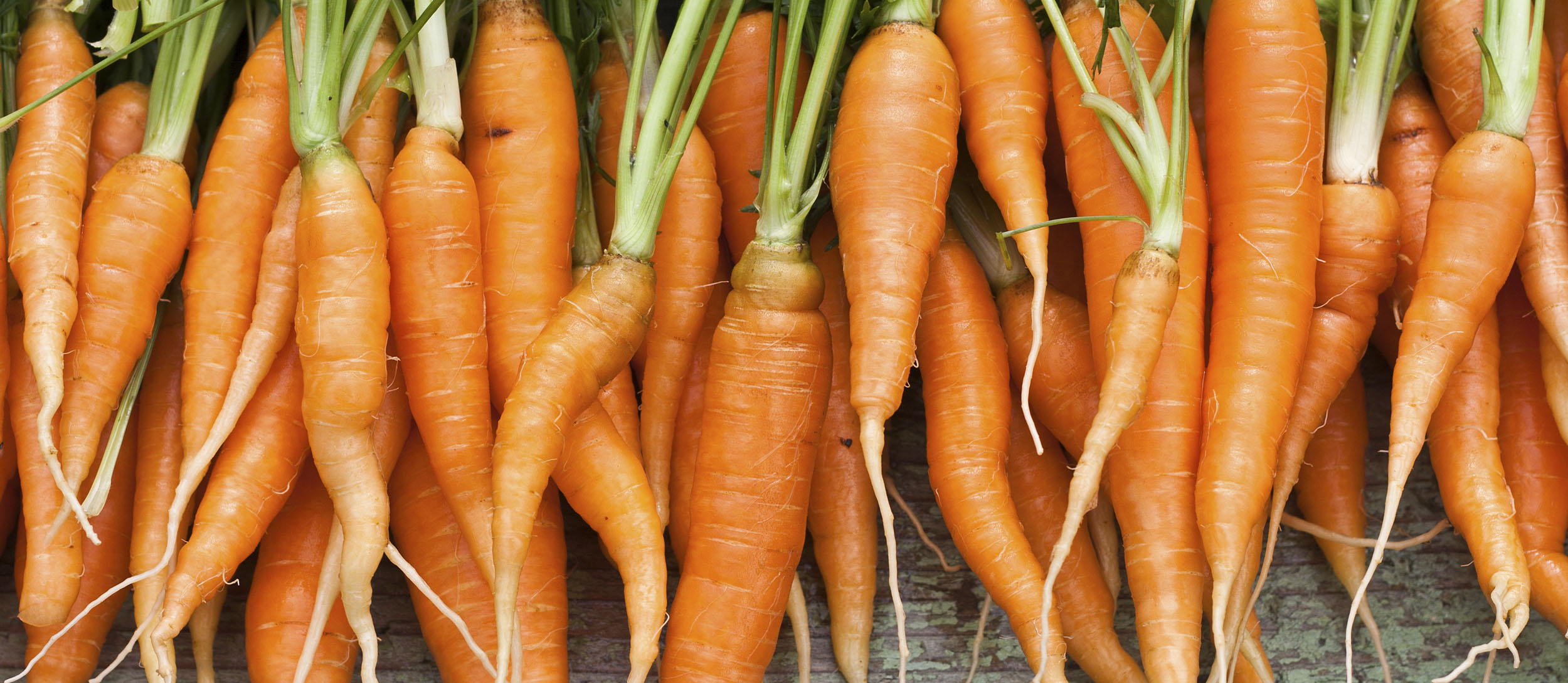 Lammefjordsgulerod | Local Carrot From Odsherred Municipality, Northern ...
