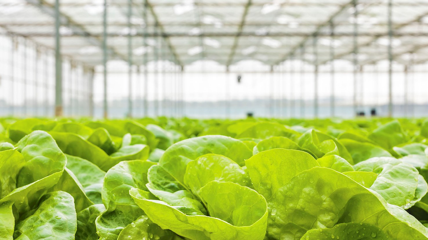 5 Best Lettuces in the World - TasteAtlas