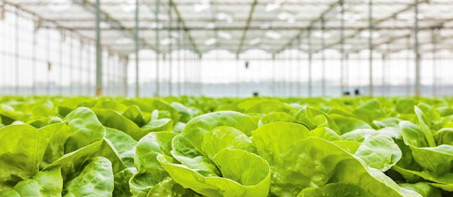 German Vegetables: 16 Vegetable Types in Germany | TasteAtlas