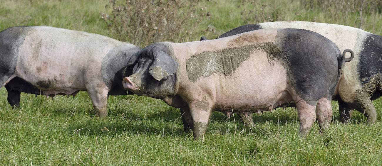 Porc du Limousin | Local Pork From Limousin, France
