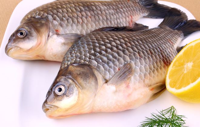 European Freshwater Fish: 31 Freshwater Fish Types in Europe | TasteAtlas