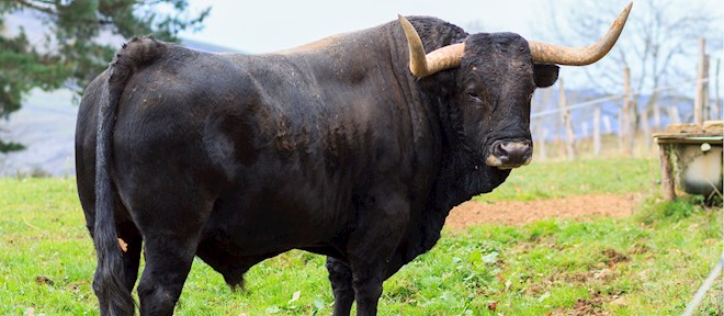 Spanish Beef Cattle Breeds: 11 Beef Cattle Breed Types in Spain ...