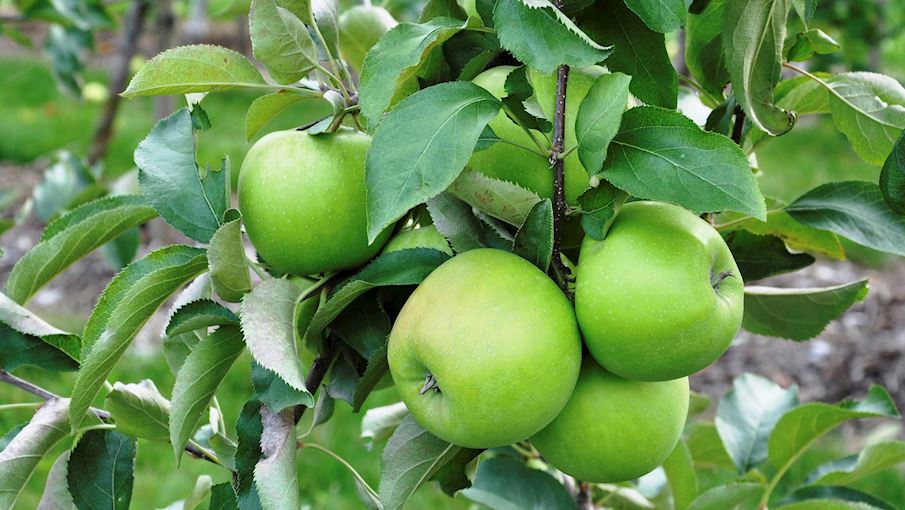 Worst Rated Apples in The World - TasteAtlas