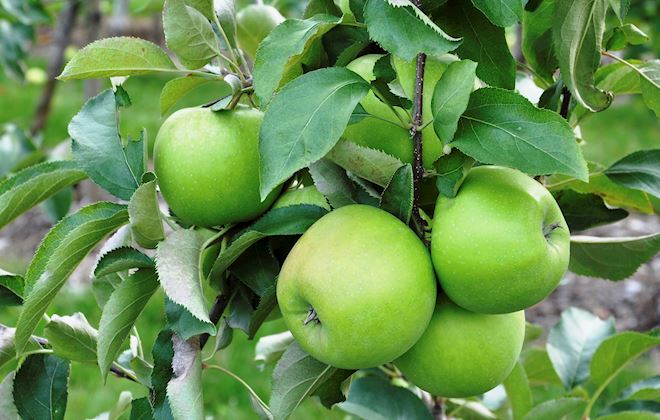 Fruits of the World: 253 Fruit Types | TasteAtlas