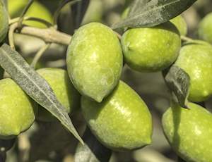 Local Food in Gard | Gard Food Map | TasteAtlas