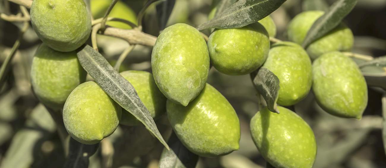 Olive de Nîmes | Local Olive From Gard, France