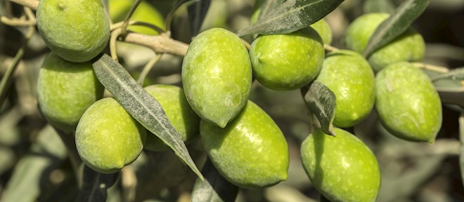 French Olives: 6 Olives Types in France | TasteAtlas