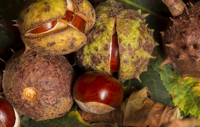 Chestnuts of the World: 20 Chestnuts Types | TasteAtlas