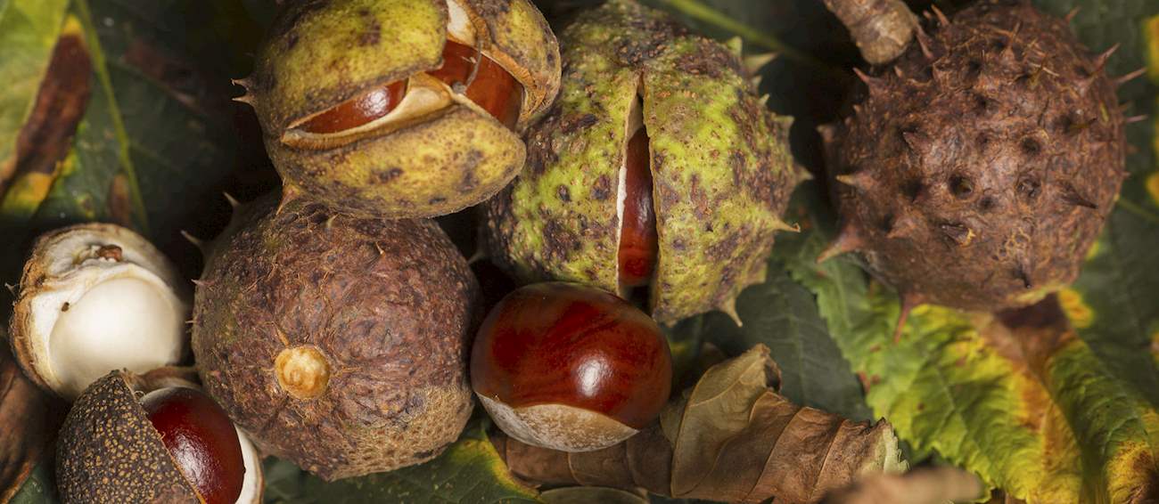 Châtaigne D’Ardèche | Local Chestnuts From Ardèche, France