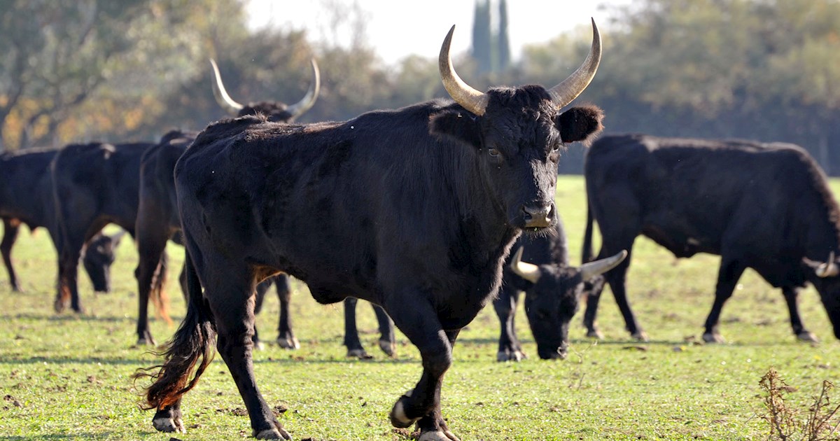 French Beef Cattle Breeds: 58 Best Beef Cattle Breeds, Beef Cattle ...