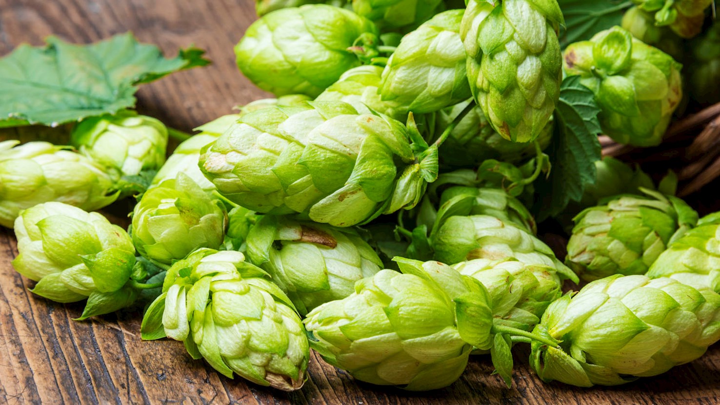 8 Best Hops in the World - TasteAtlas